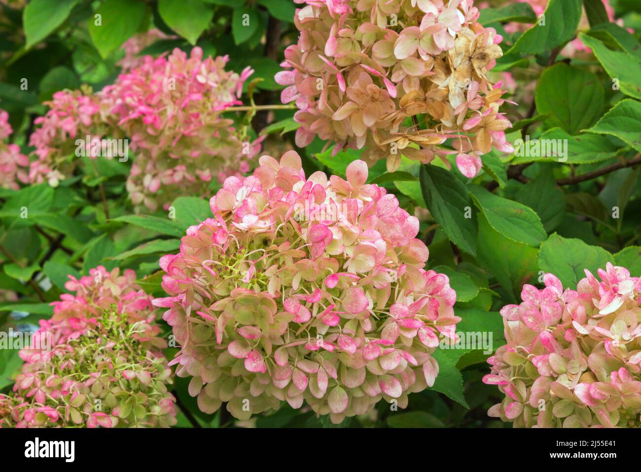 Pink flowering Hydrangea shrub in autumn Stock Photo - Alamy