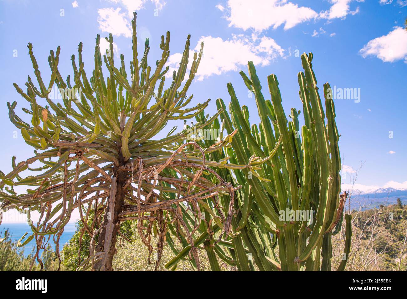 Big cactus in tropical park in Sicily, Italy. Nice sunny summer day ...