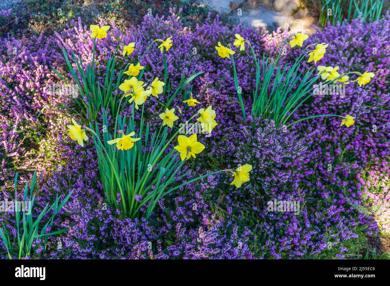 Dafodil park hi-res stock photography and images - Alamy