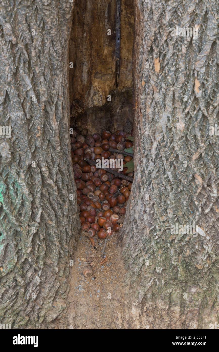 Cavity in Quercus - Oak tree trunk filled with acorn nuts in autumn ...