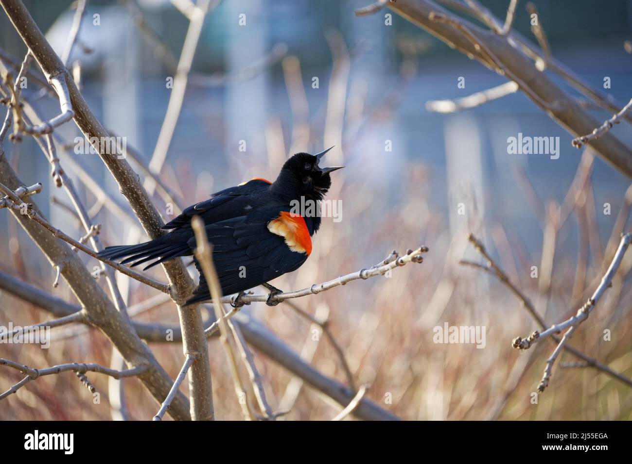 Common blackbird singing in tree hi-res stock photography and images ...