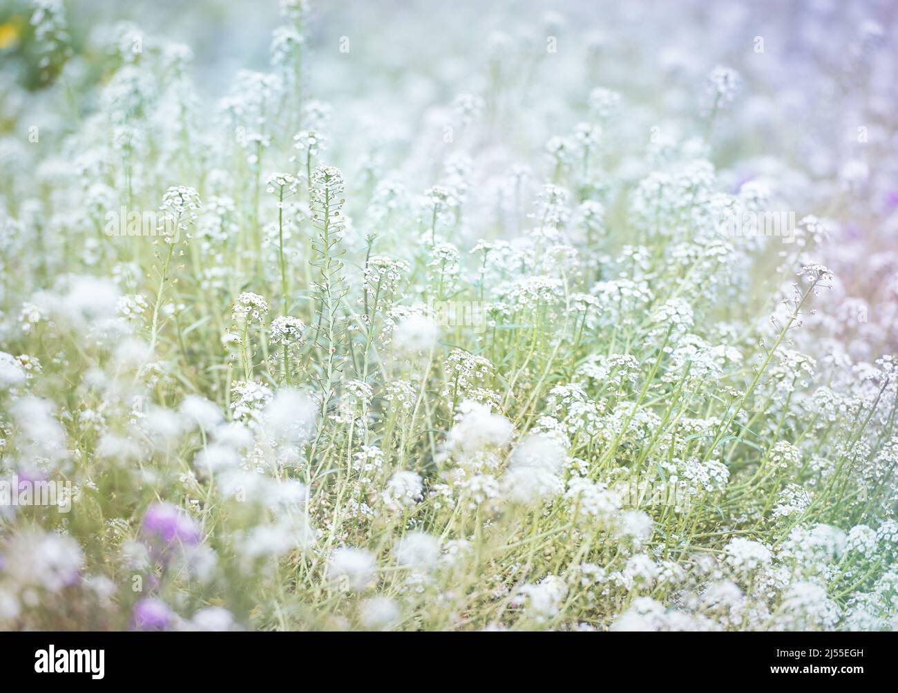 Nature background with spring flowers. Selective and soft focus Stock ...