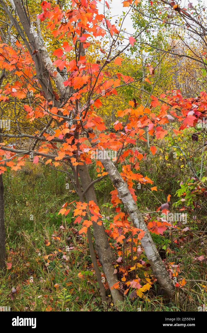 Acer saccharum - Sugar Maple tree in autumn Stock Photo - Alamy