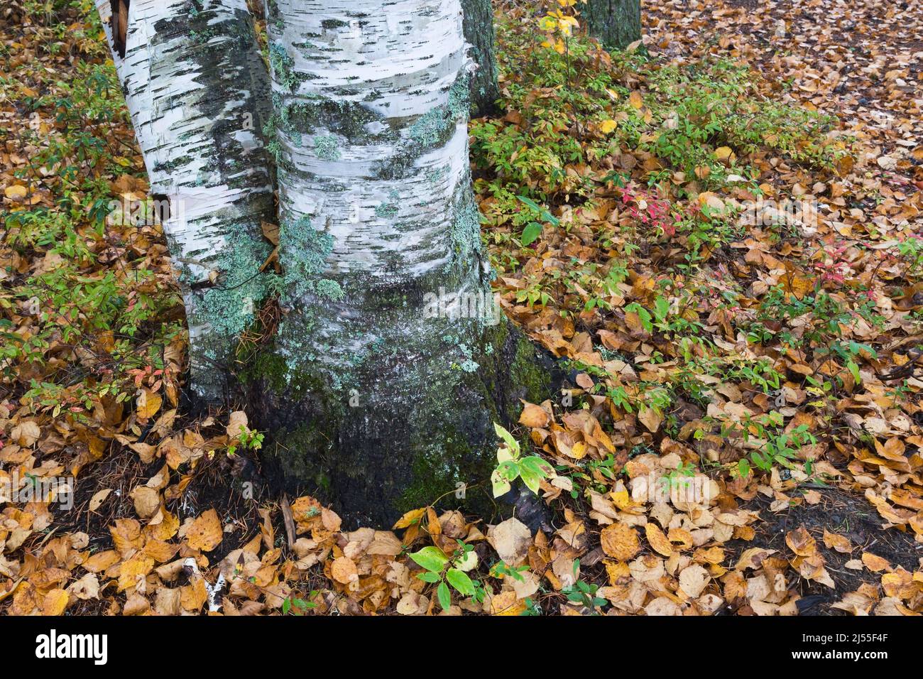 Betula papyrifera paper birch hi-res stock photography and images - Alamy