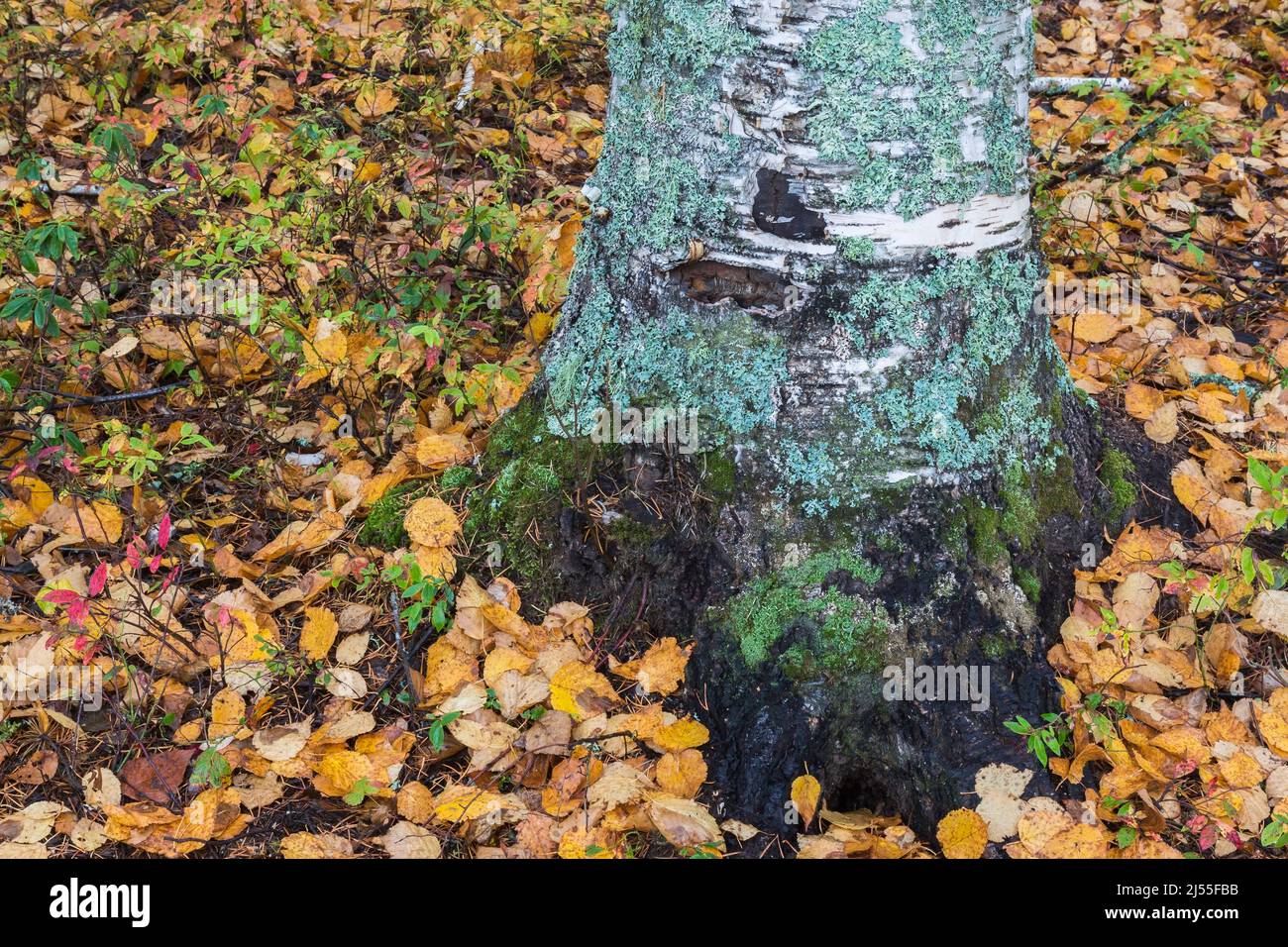 Betula papyrifera paper birch hi-res stock photography and images - Alamy