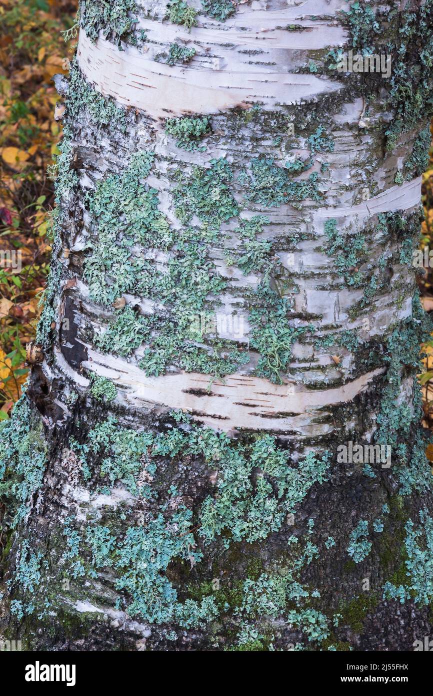 Betula papyrifera paper birch hi-res stock photography and images - Alamy