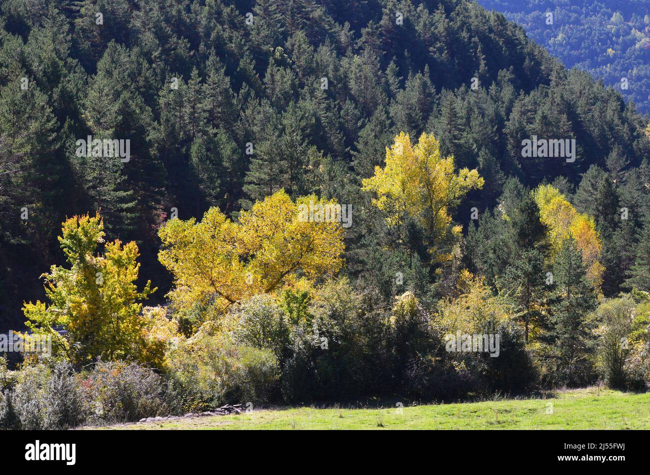Autumn colors in the mixed mountain forests of the Ordesa-Viñamala ...
