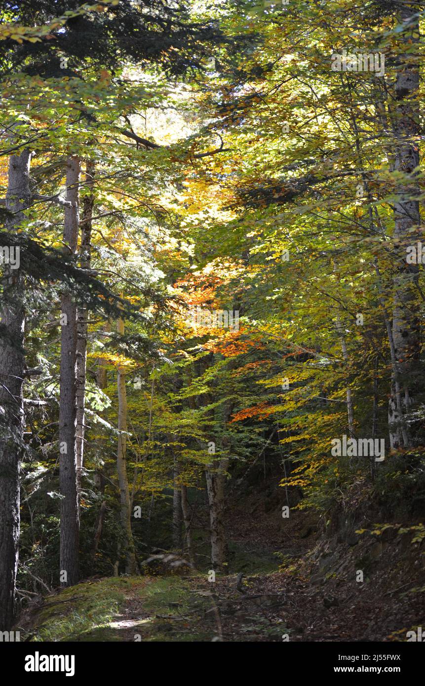 Autumn colors in the mixed mountain forests of the Ordesa-Viñamala ...