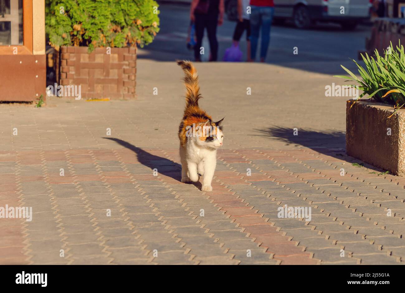 Cityscape feline hi-res stock photography and images - Alamy
