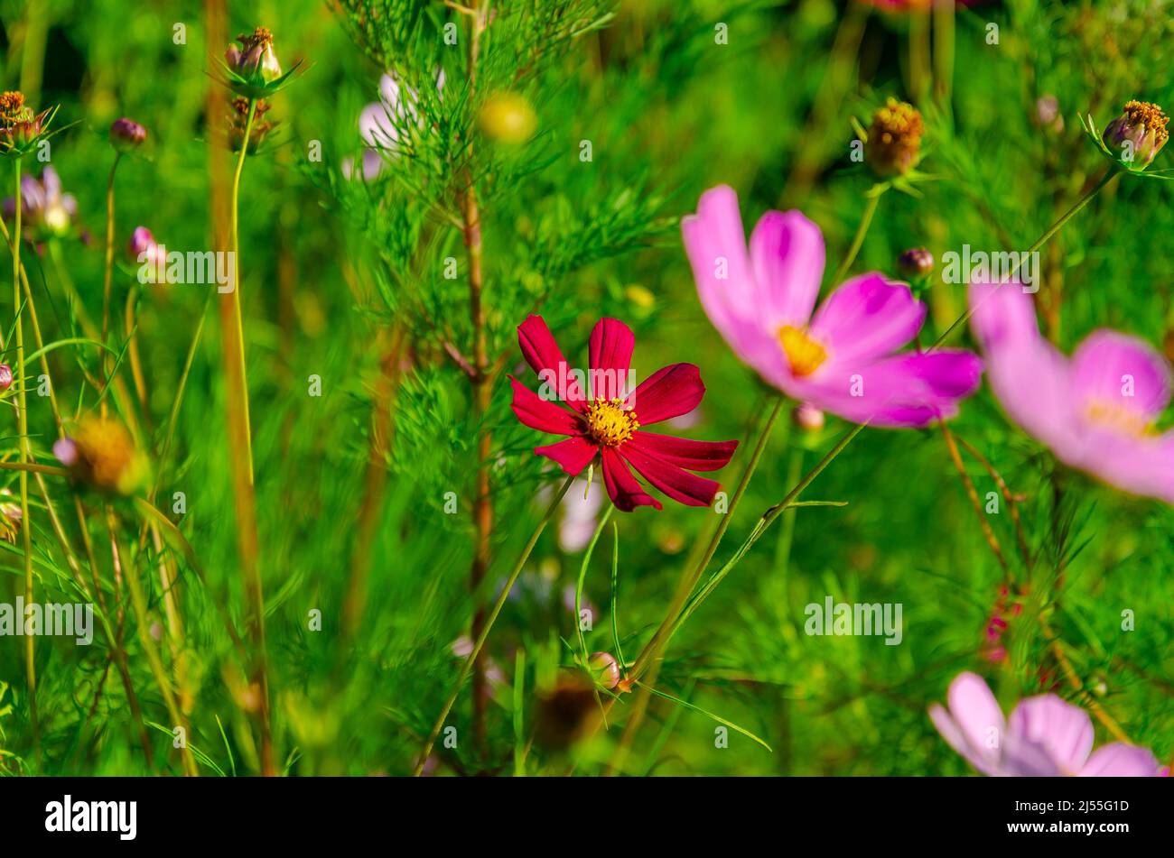 Bright photo with colored wildflowers. Summer screensaver Stock Photo ...