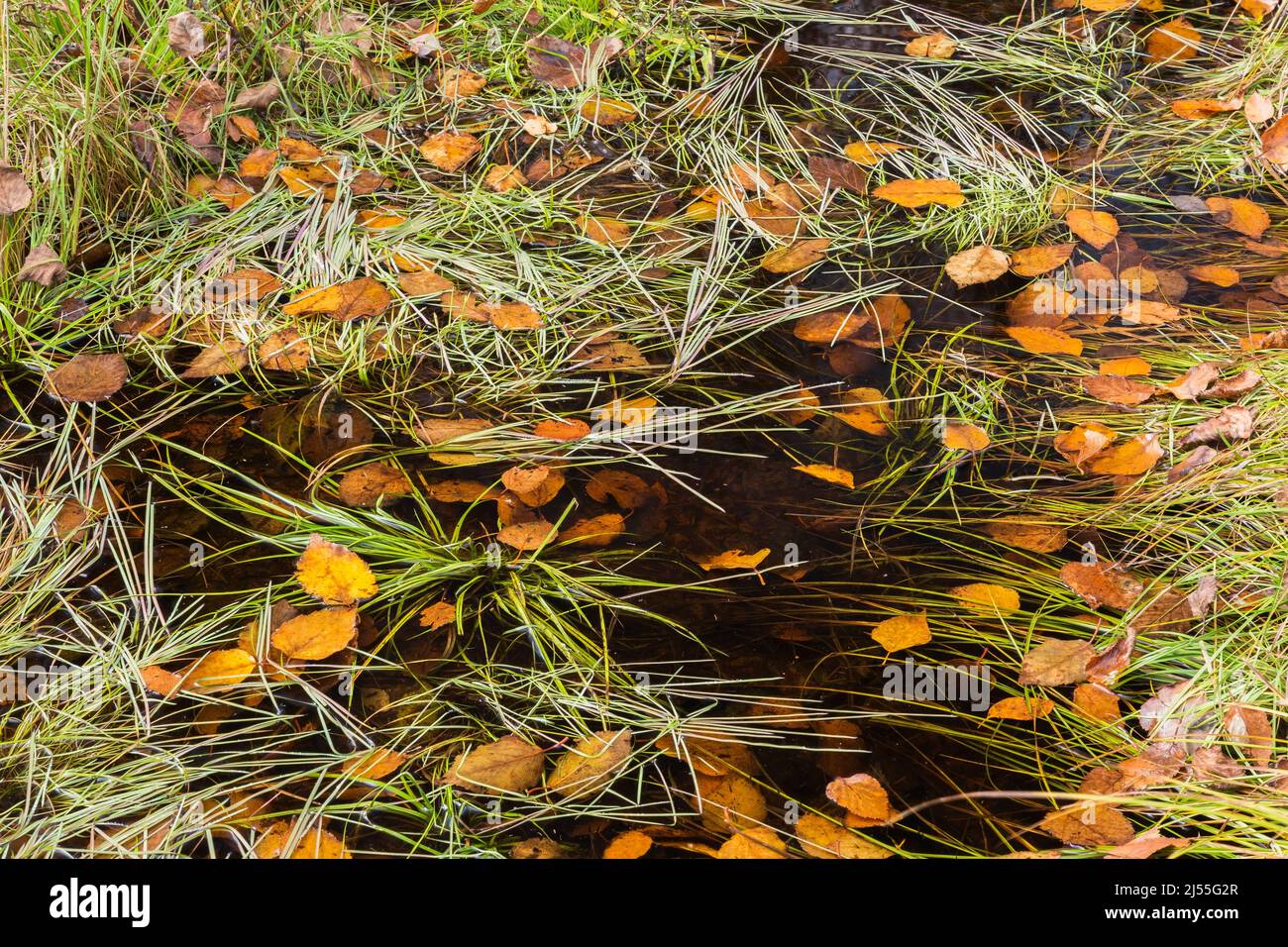 Fallen Betula - Birch tree leaves in marsh with wild grass plants ...