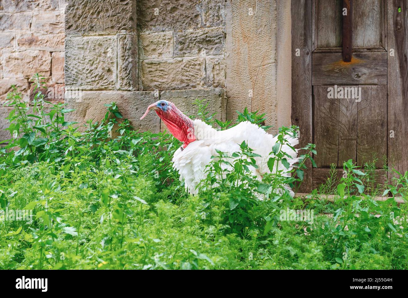 Beautiful turkey with snow-white feathers and bright red neck. Poultry ...