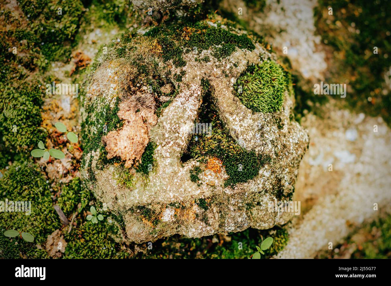 Close-up view of stone skull. Ancient statue overgrown with moss Stock ...