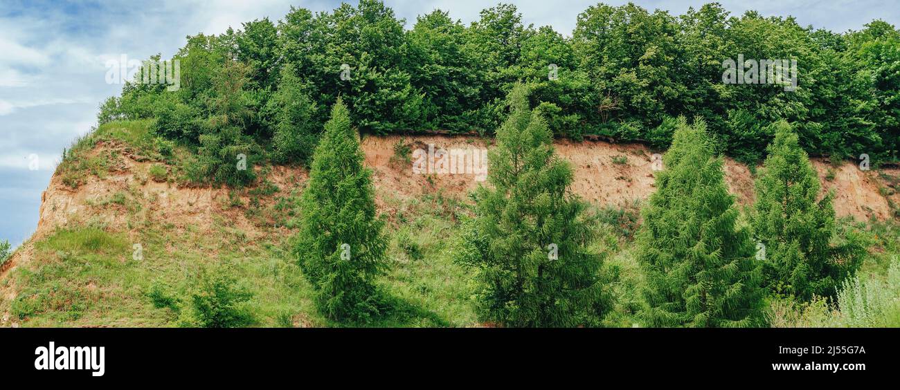Clay hill overgrown with bushes. In foreground are conifers with herbs ...