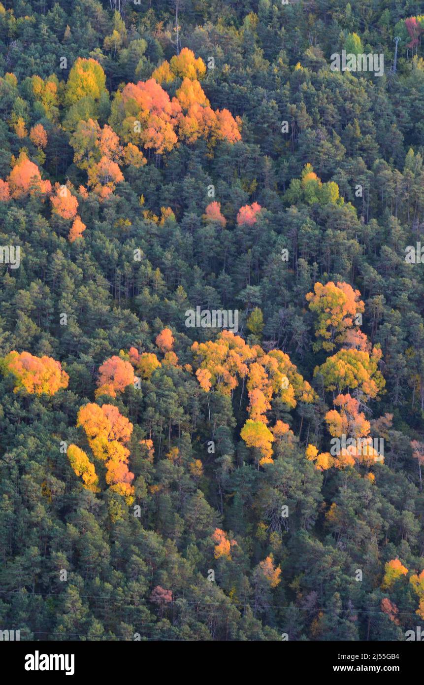 Autumn colors in the mixed mountain forests of the Ordesa-Viñamala ...
