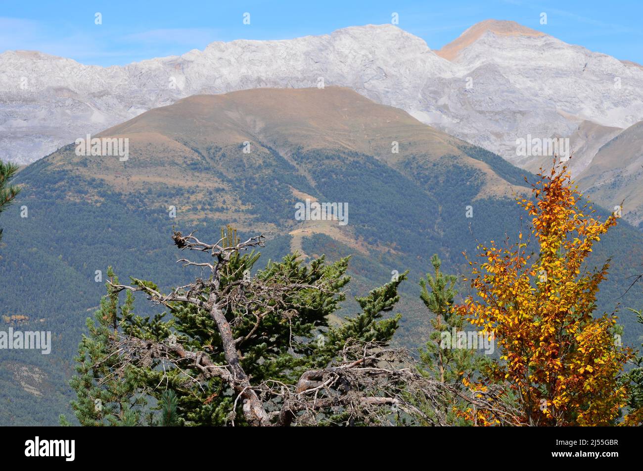 Autumn colors in the mixed mountain forests of the Ordesa-Viñamala ...