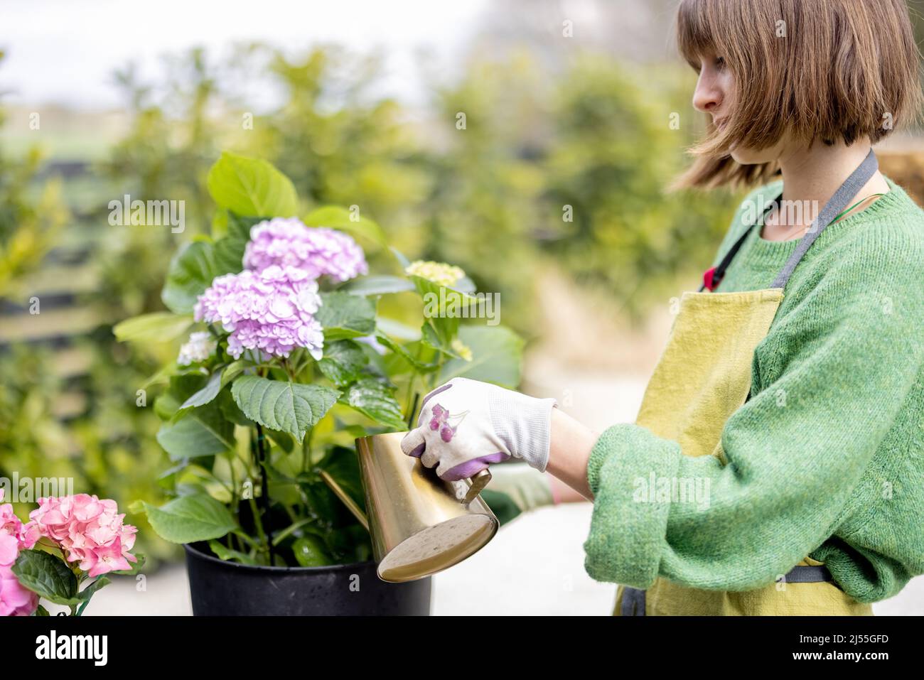 Woman, watering hydrangeas, taking care of flowers in the garden Stock ...