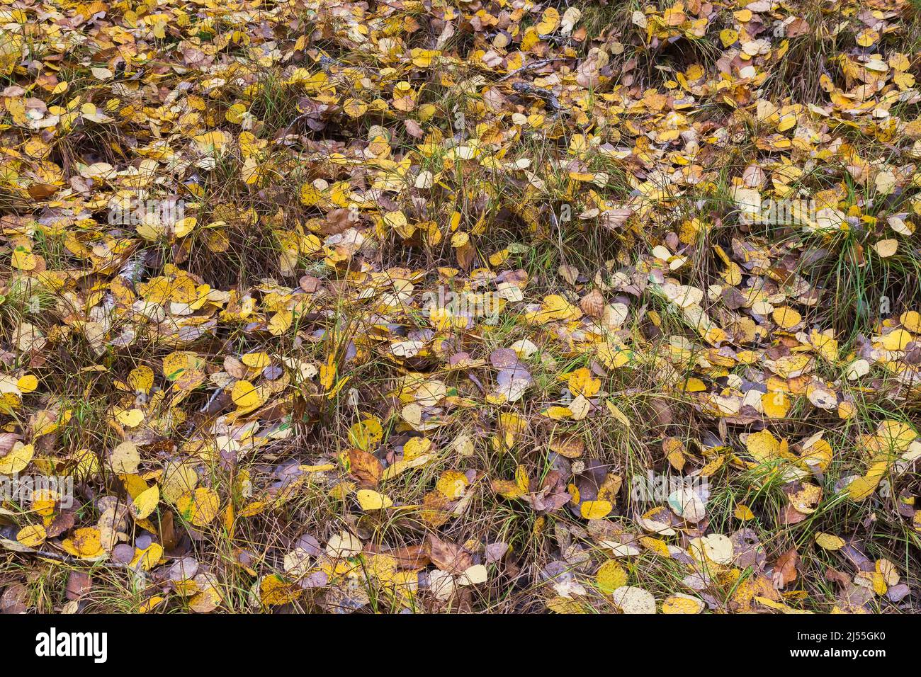 Betula papyrifera - Paper Birch tree leaves fallen in forest ...