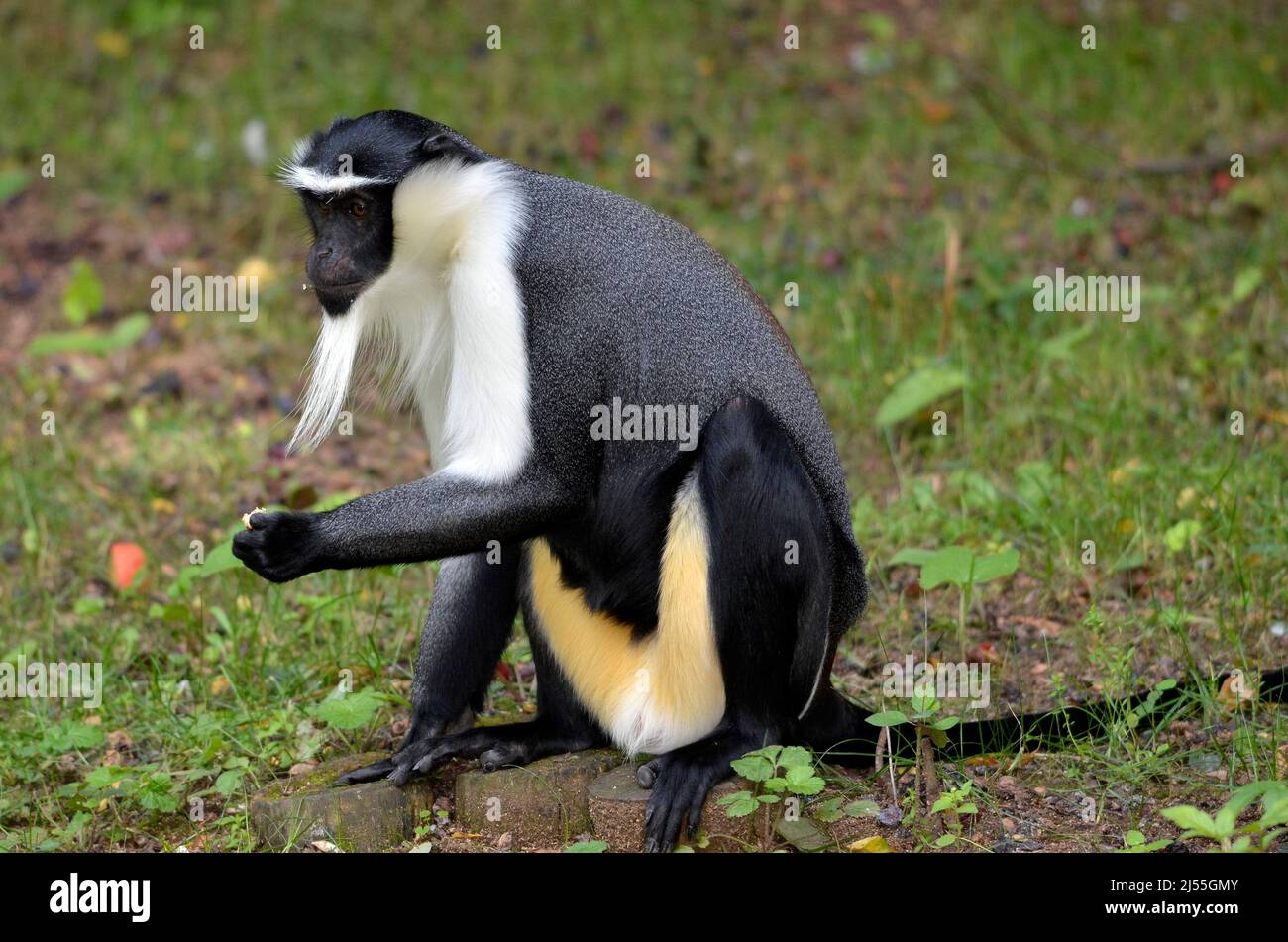 Black and white diana monkey of Roloway (Cercopithecus diana) seated on ...