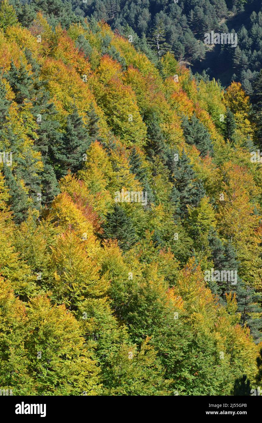 Autumn colors in the mixed mountain forests of the Ordesa-Viñamala ...
