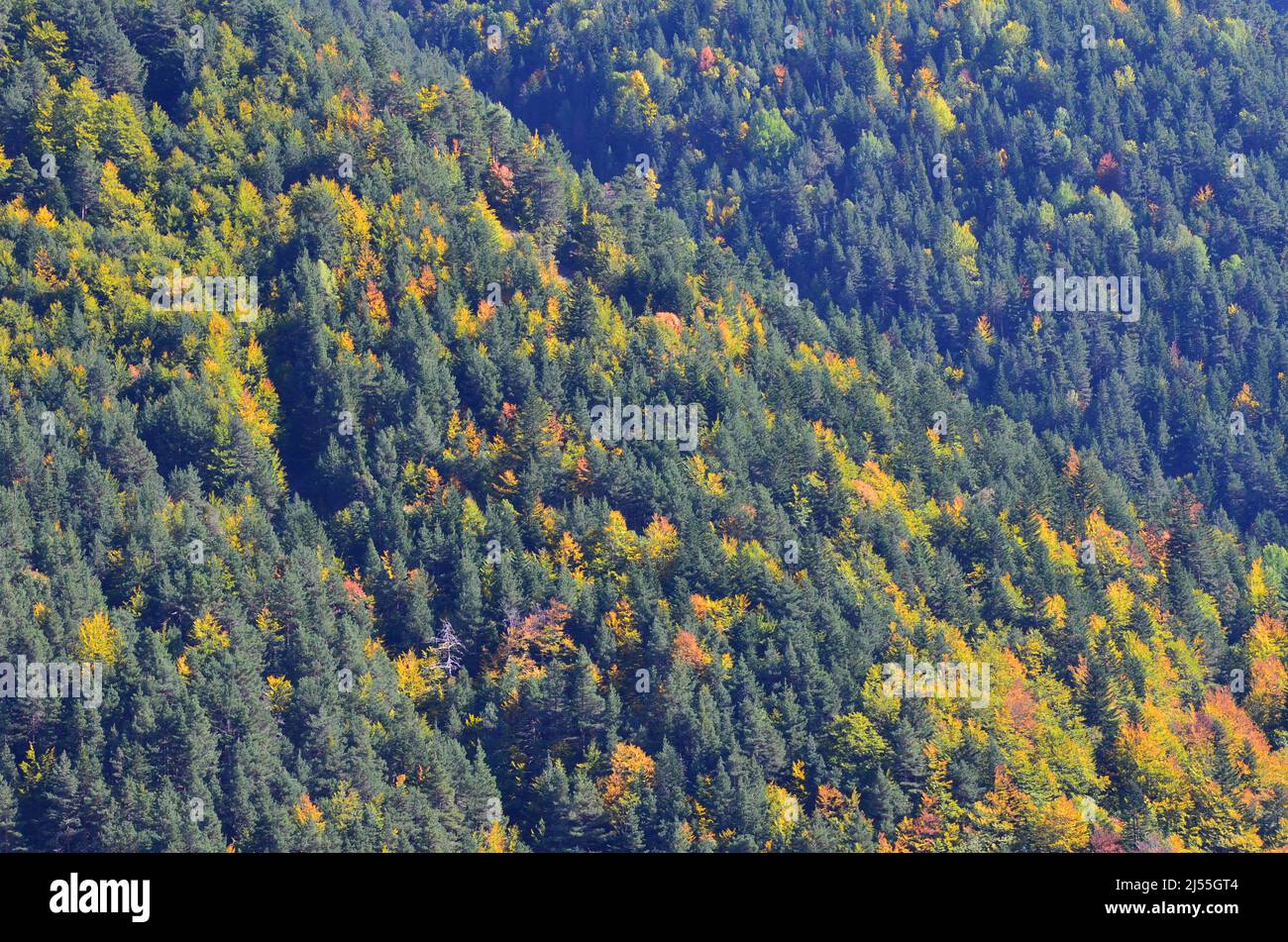 Autumn colors in the mixed mountain forests of the Ordesa-Viñamala ...