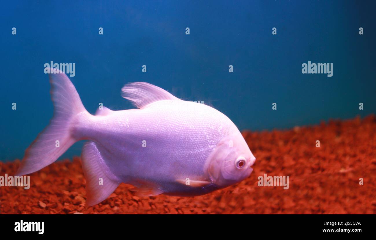 Live Fresh water pink color Fish Nature Aquariums Stock Photo - Alamy