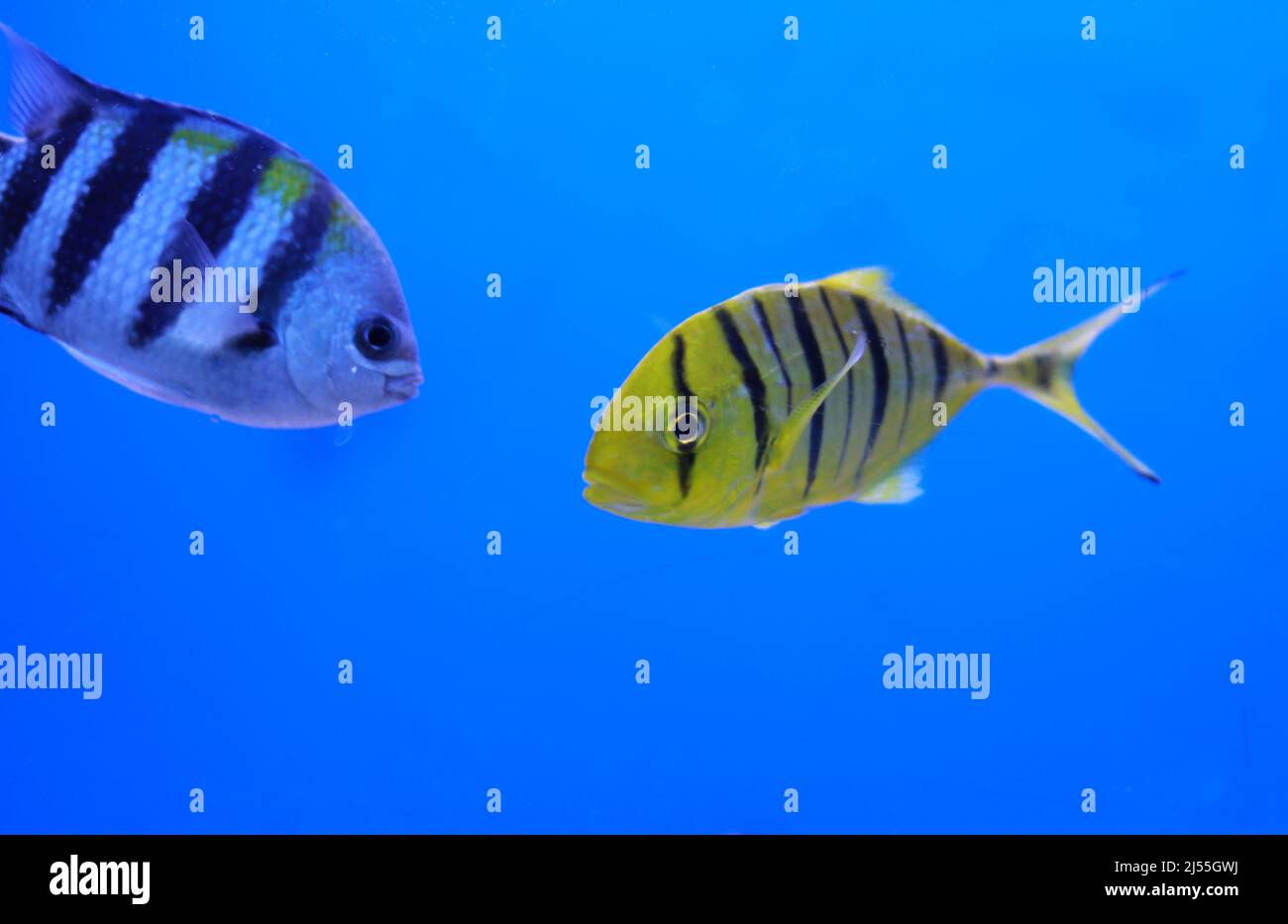 Aquarium Fish Golden Jack Golden Trevally Stock Photo - Alamy