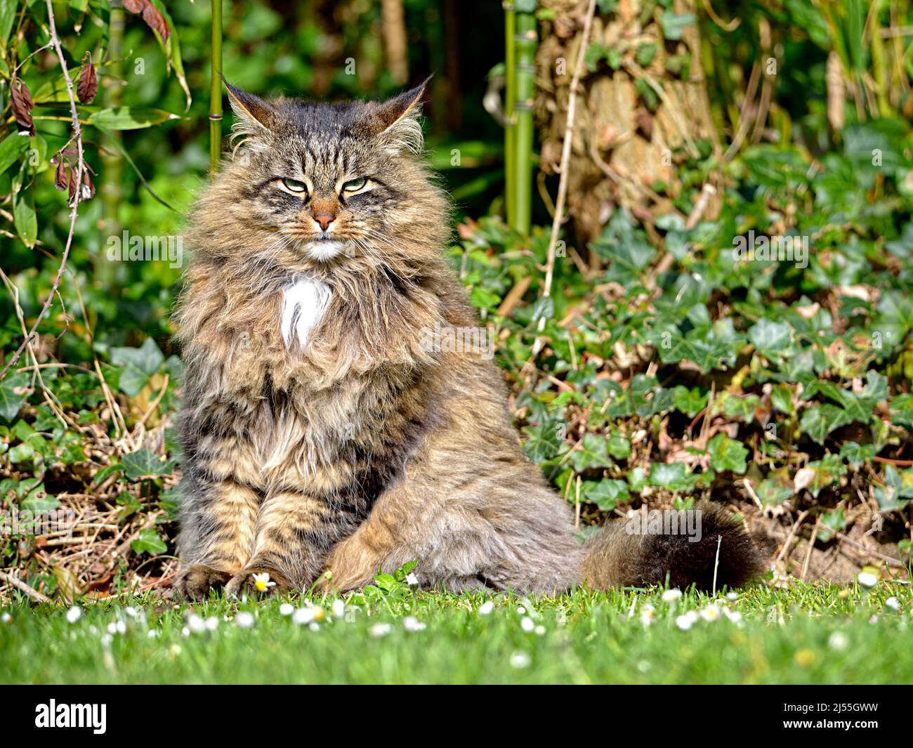 Angora cat hi-res stock photography and images - Alamy