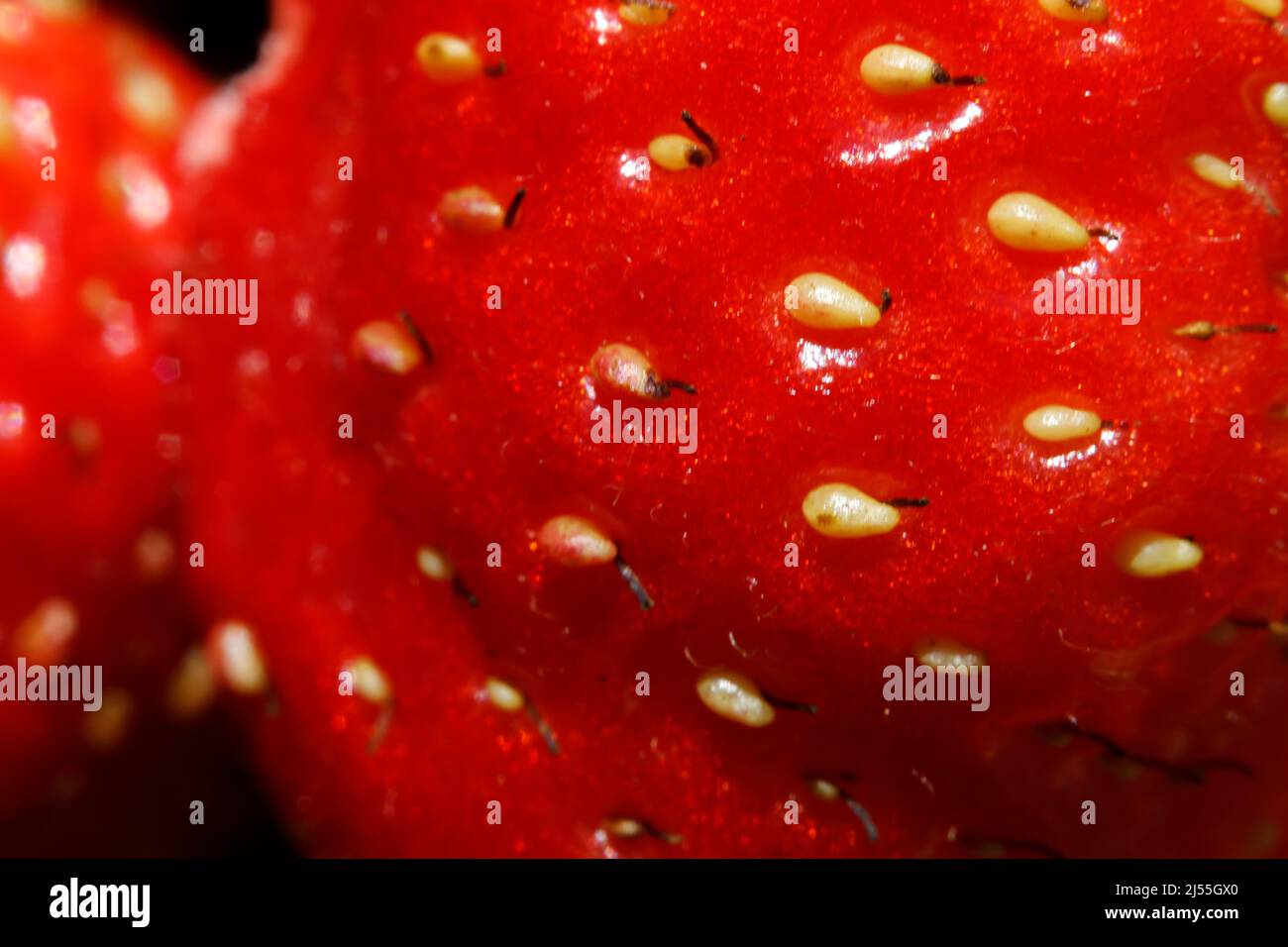 Industrial cultivation of strawberry plant. Ripe red fruits strawberry ...