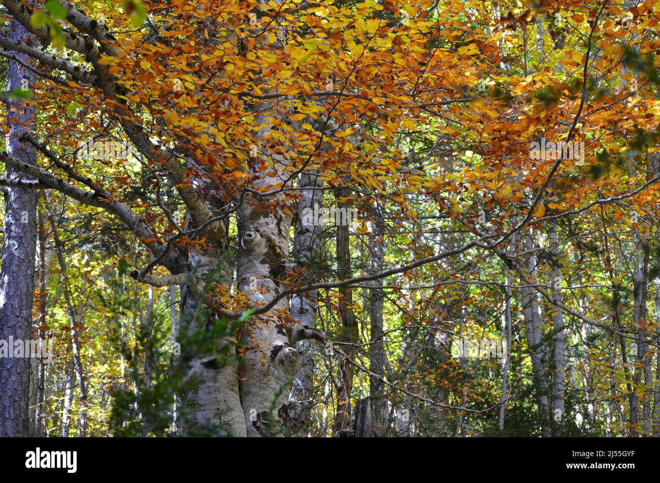 Autumn colors in the mixed mountain forests of the Ordesa-Viñamala ...