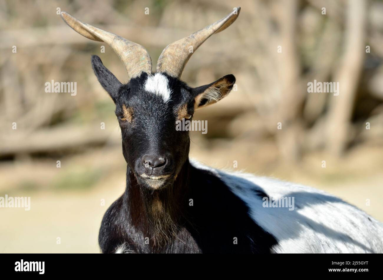 Portrait brown and black Rove goat (Capra aegagrus). The Rove goat is ...