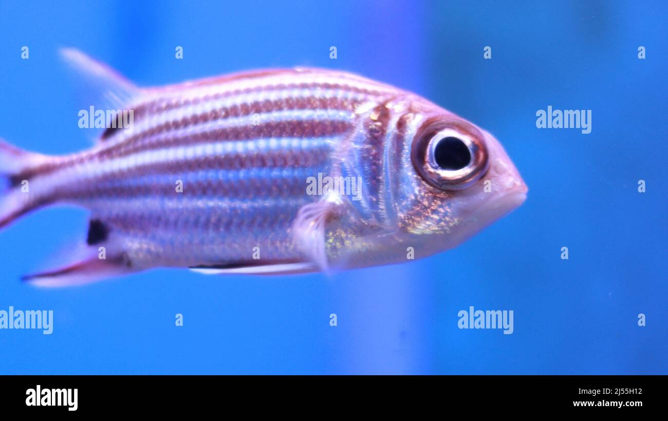 Pink stripped aquarium fish in the tank Stock Photo - Alamy