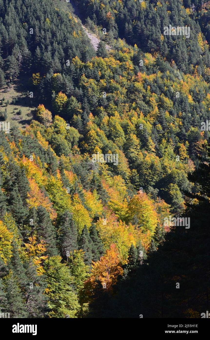 Autumn colors in the mixed mountain forests of the Ordesa-Viñamala ...