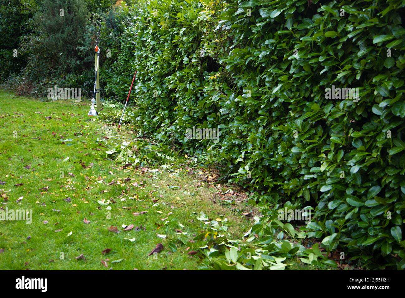 Laurel hedge trimming hi-res stock photography and images - Alamy
