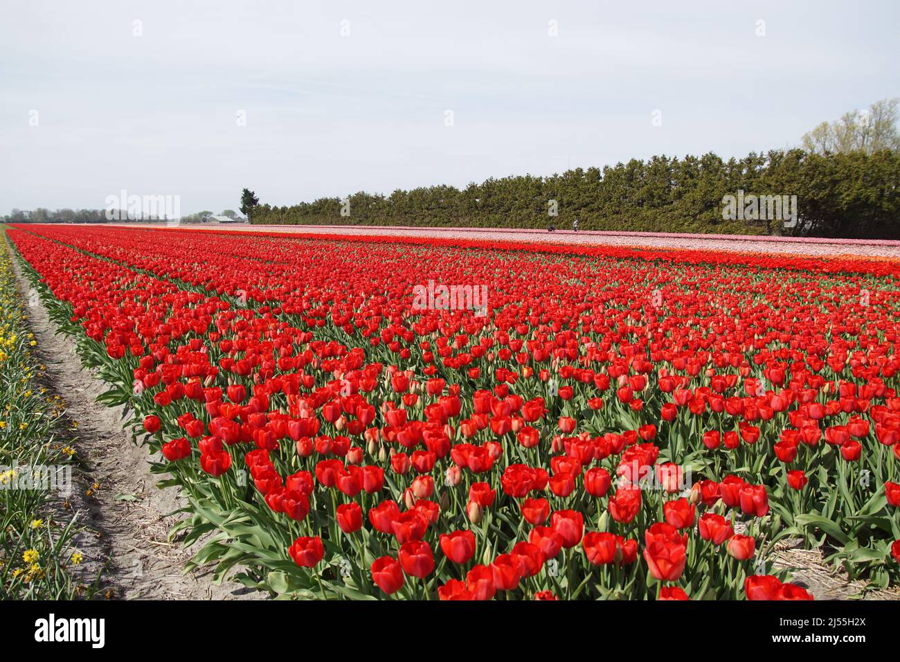 Dutch tulip fields with red and pink tulips. Near the village of Bergen ...