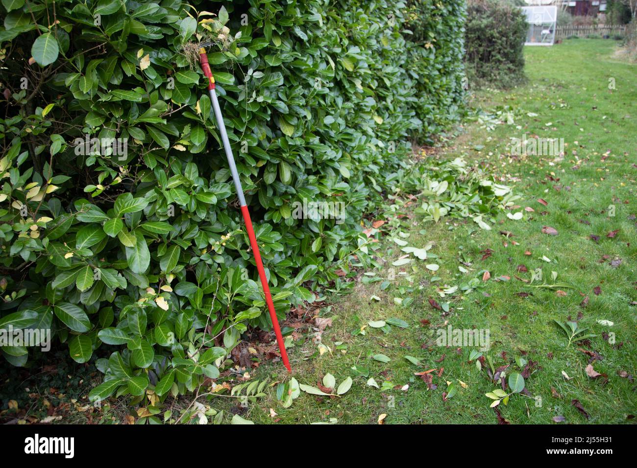 Laurel hedge trimming hi-res stock photography and images - Alamy