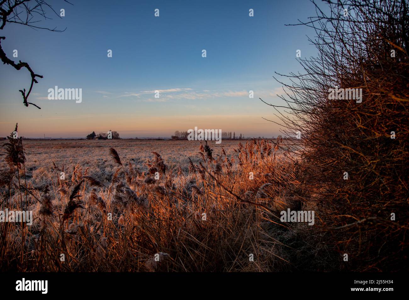Frosted hedges hi-res stock photography and images - Alamy