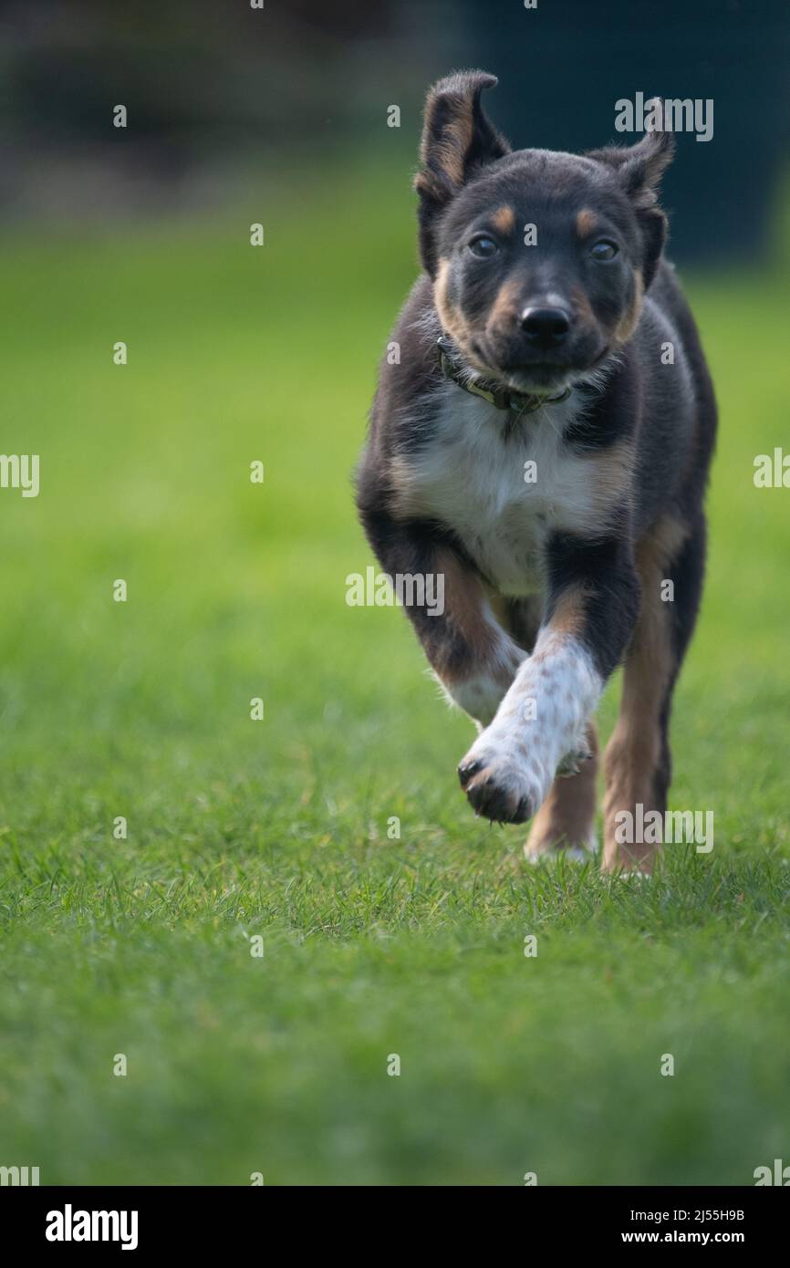 Border Collie enjoying some exercise Stock Photo - Alamy