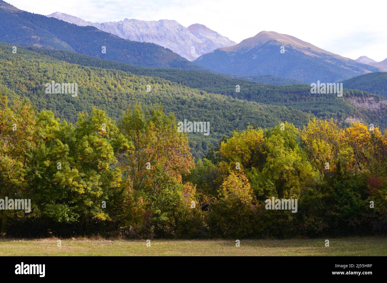 Mixed mountain forests of the Ordesa-Viñamala Biosphere Reserve ...