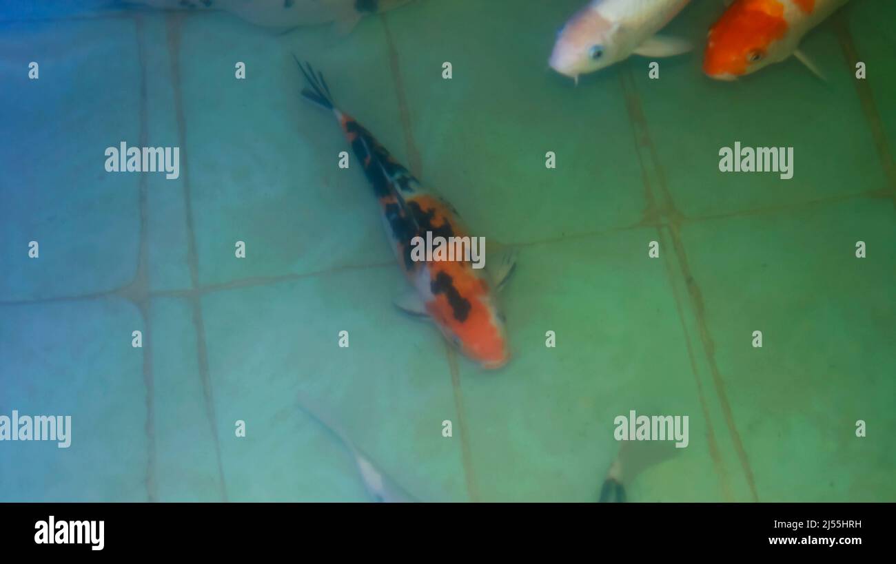 koi fish in the water aquarium fish. Colored fish in the water Stock ...