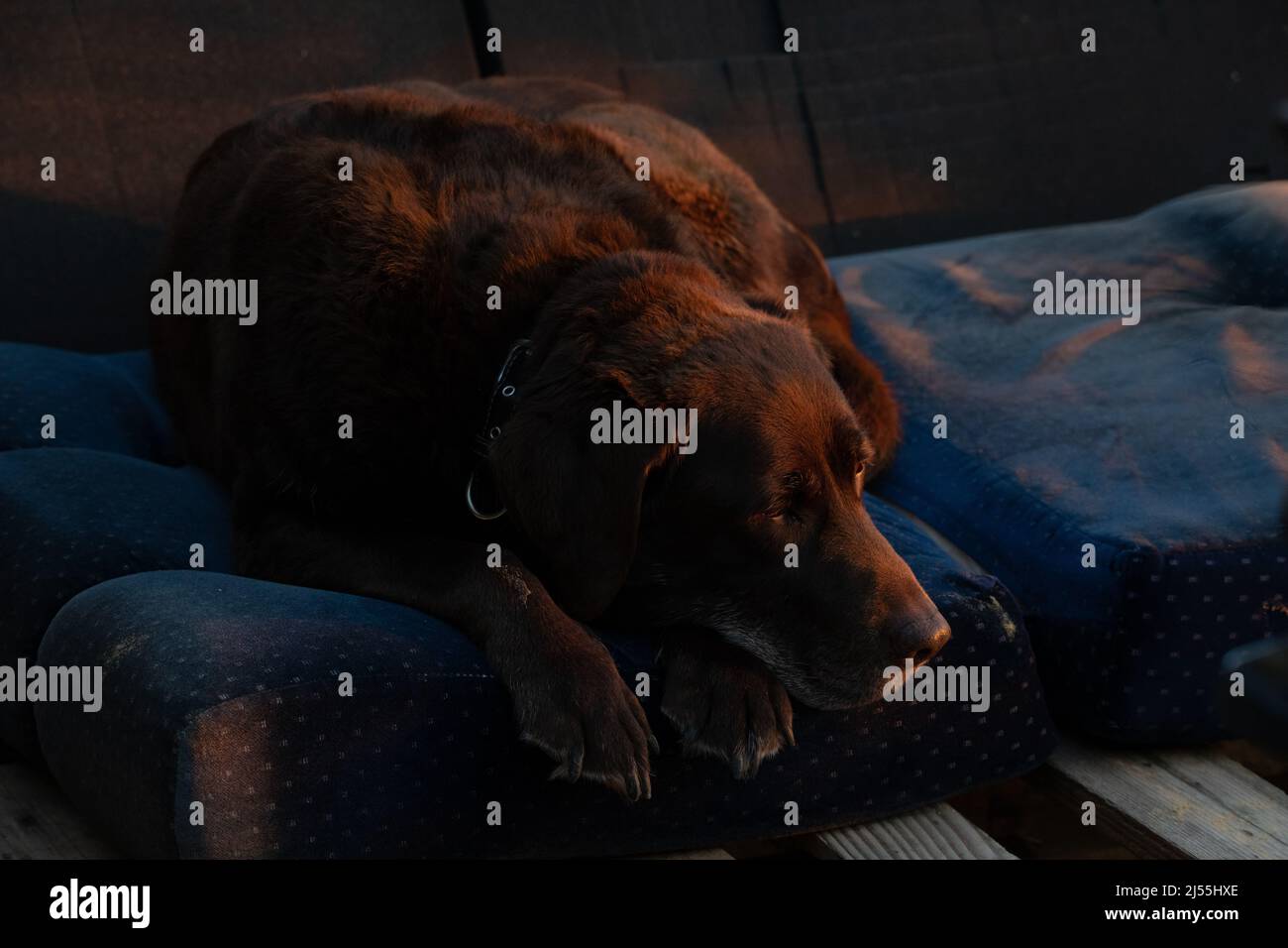 Old chocolate labrador resting Stock Photo - Alamy