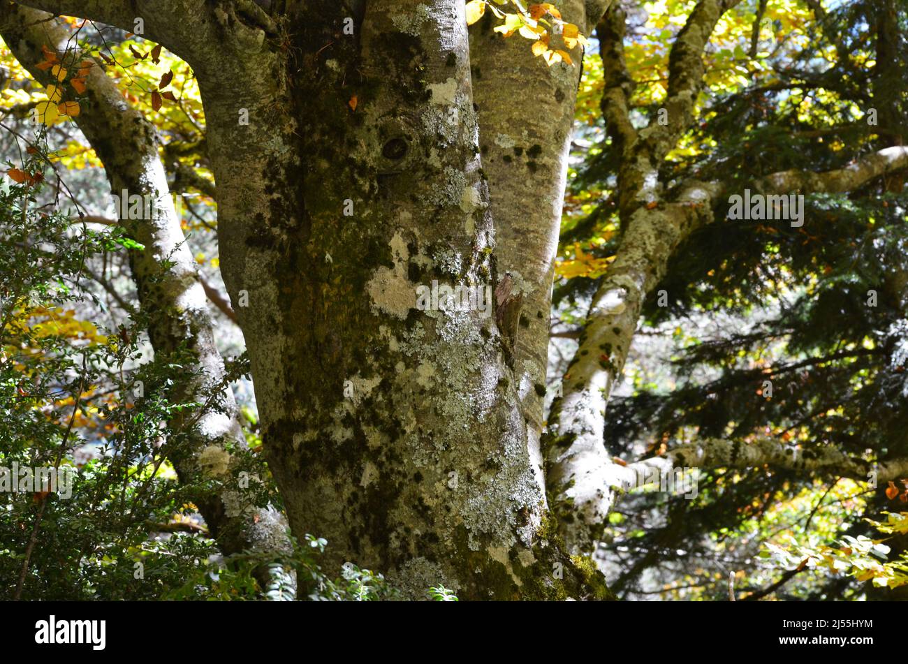 Mixed mountain forests of the Ordesa-Viñamala Biosphere Reserve ...