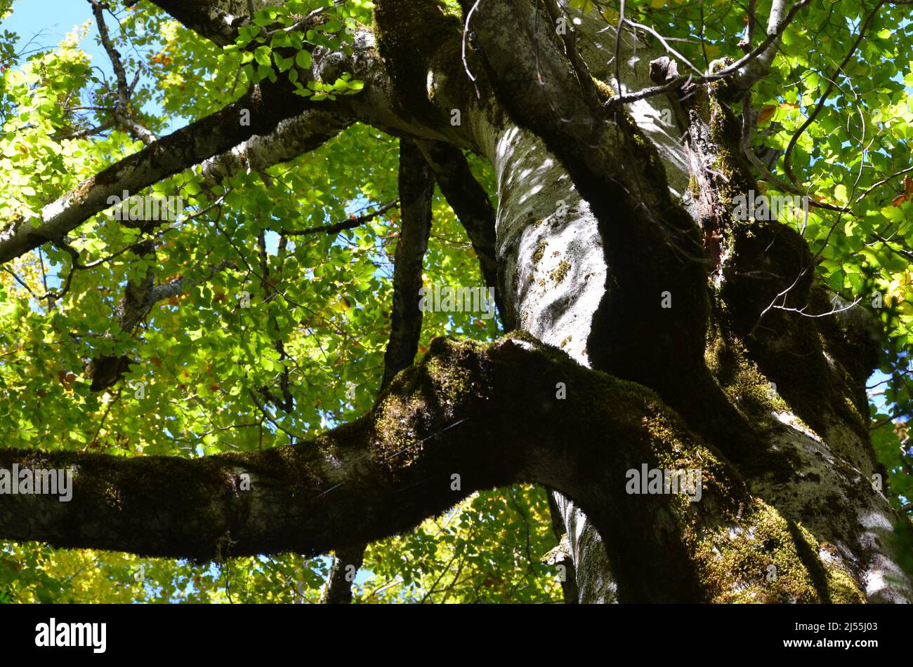 Mixed mountain forests of the Ordesa-Viñamala Biosphere Reserve ...