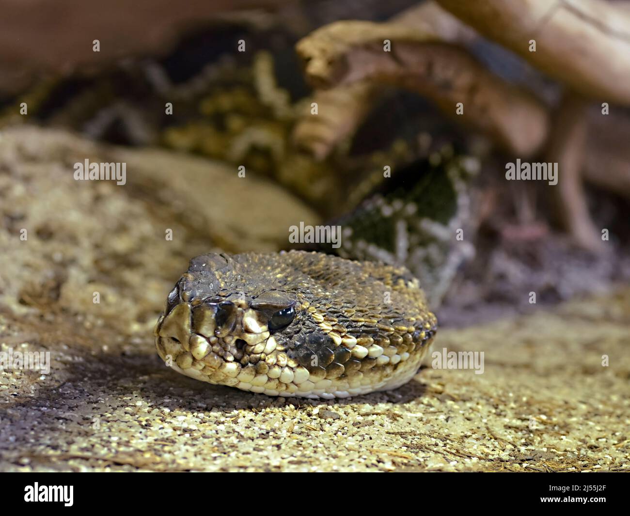 Head eastern diamondback rattlesnake (Crotalus adamanteus) is a of ...