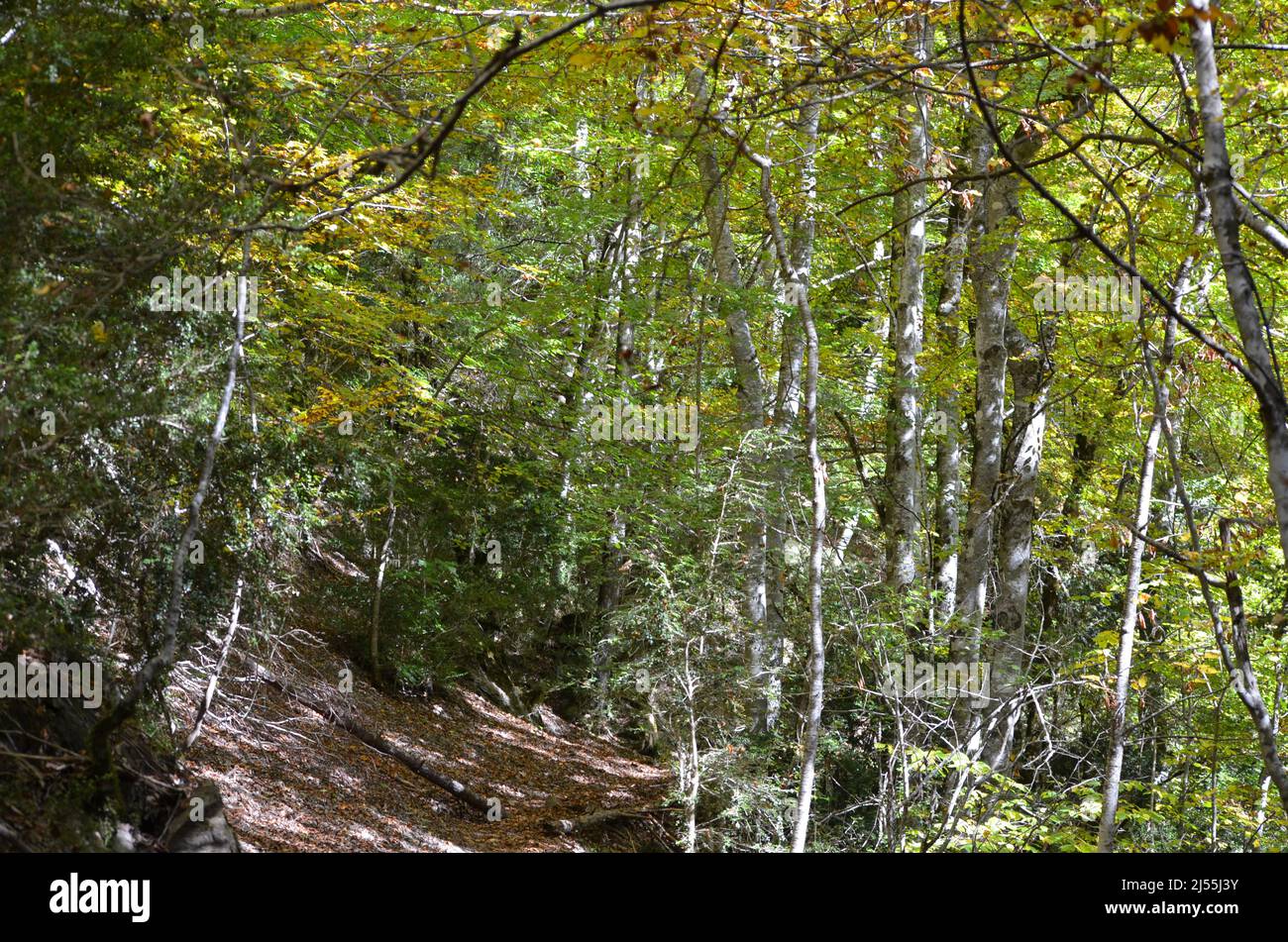 Mixed mountain forests of the Ordesa-Viñamala Biosphere Reserve ...