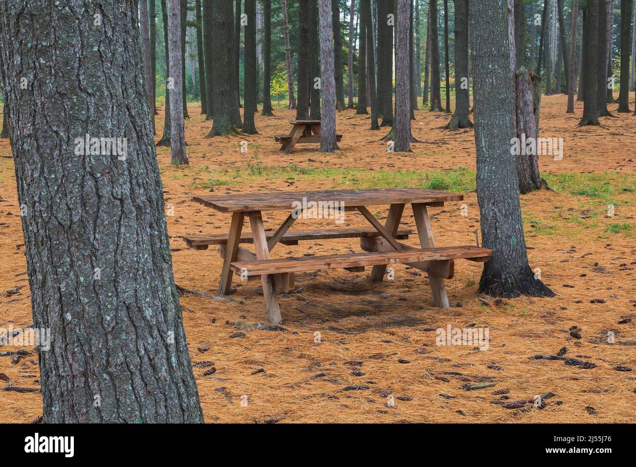 Picnic tables in forest of Pinus - Pine trees with fallen pine needles ...