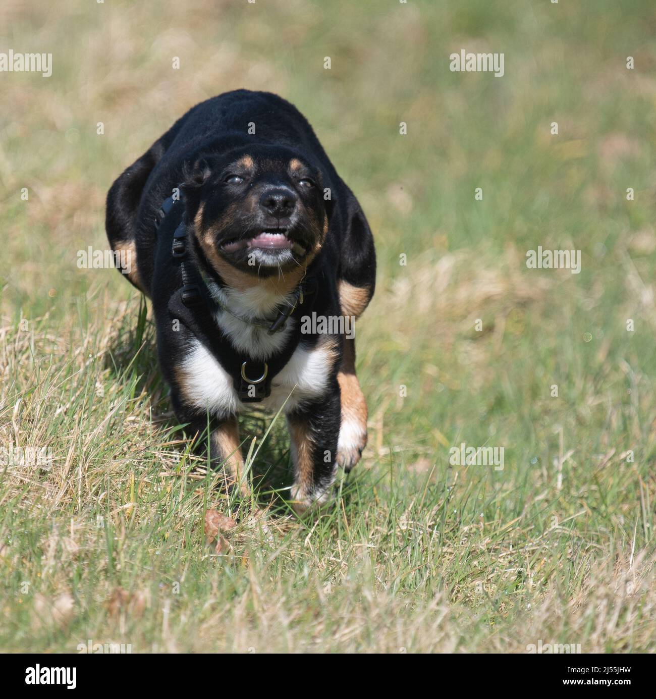 Basset Hound Border Collie Mix