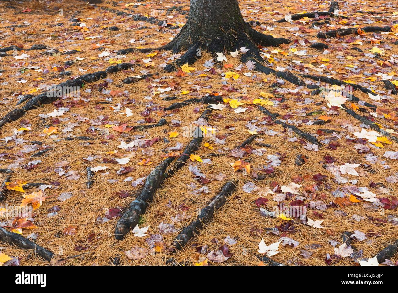 Spreading mulch tree hi-res stock photography and images - Alamy