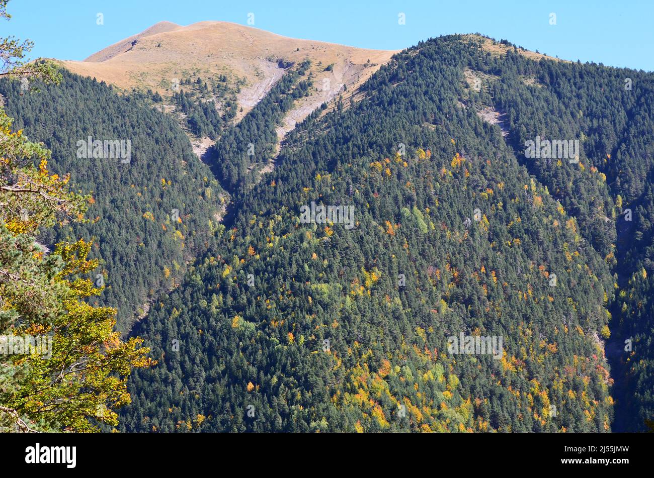 Mixed mountain forests of the Ordesa-Viñamala Biosphere Reserve ...