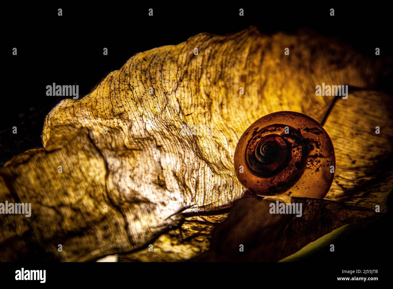 Abstract bugs hi-res stock photography and images - Alamy